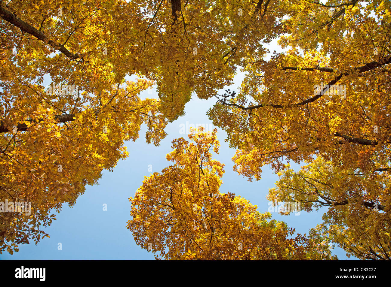 Forest crown tree hi-res stock photography and images - Alamy