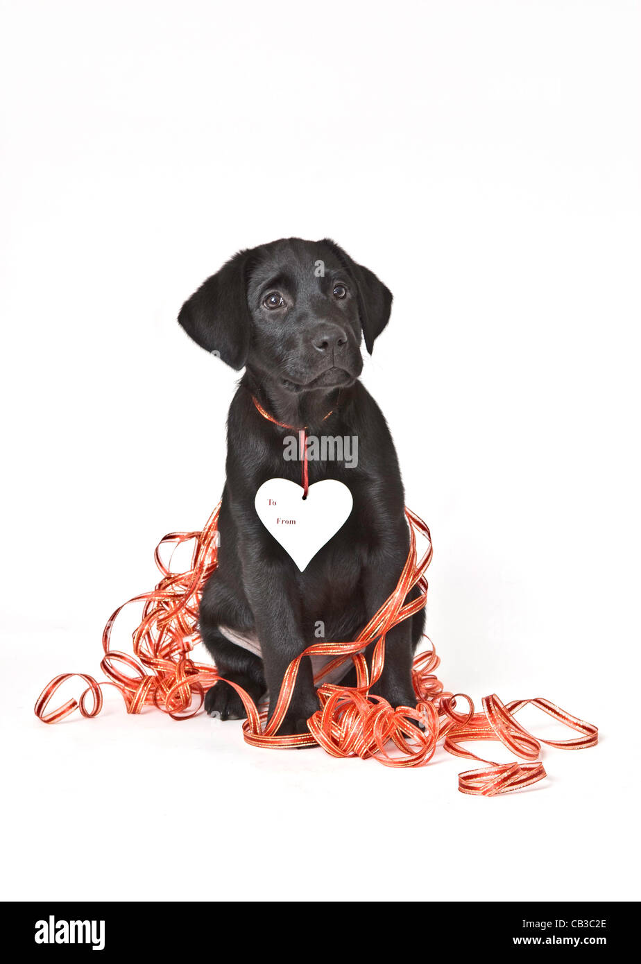 3 month old dog hi-res stock photography and images - Alamy