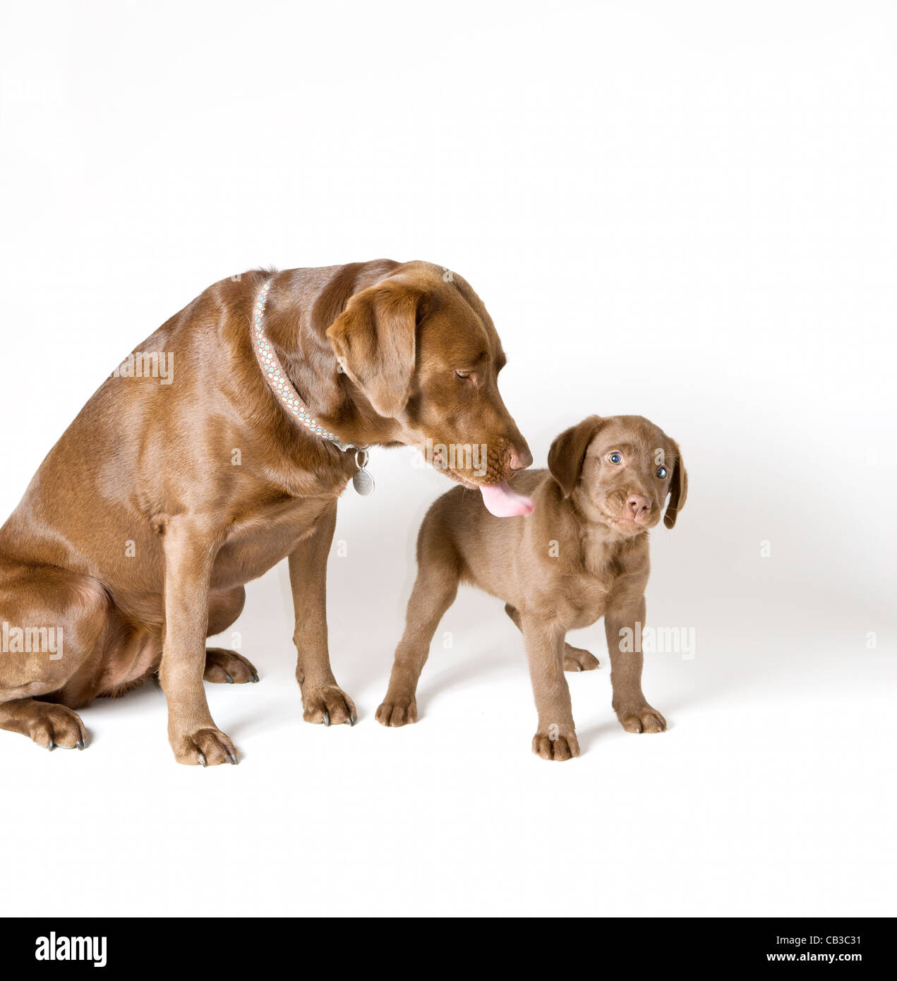 Reluctant 7 week old chocolate Labrador puppy having a wash Stock Photo ...