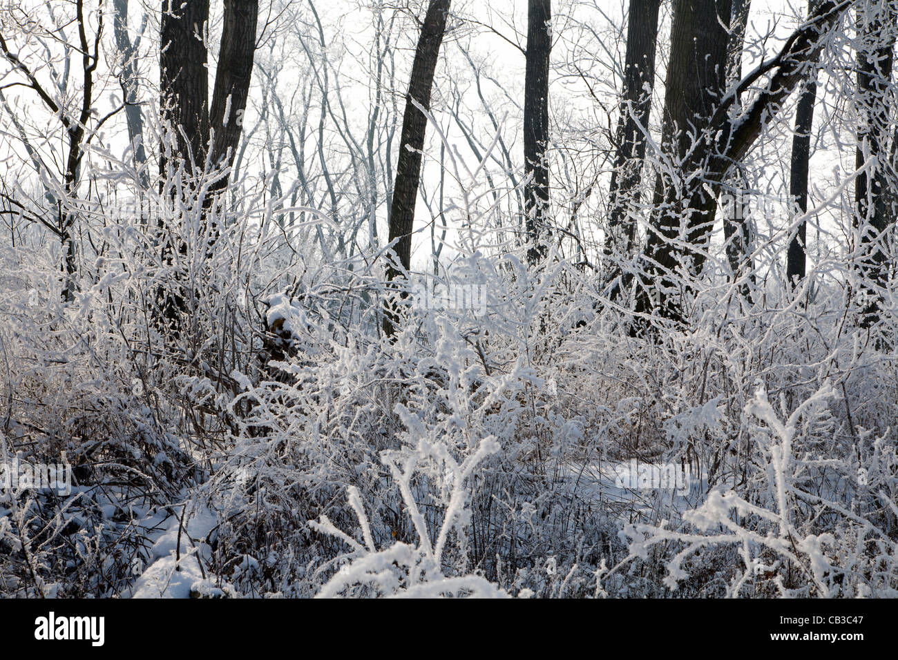 Grass bush detail hi-res stock photography and images - Alamy