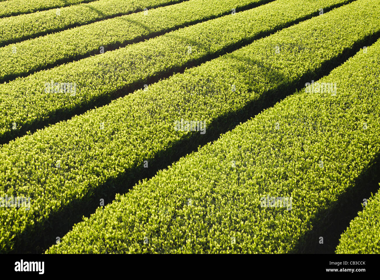 Close-up view of green tea fields in Mie Prefecture, Japan, Asia Stock ...