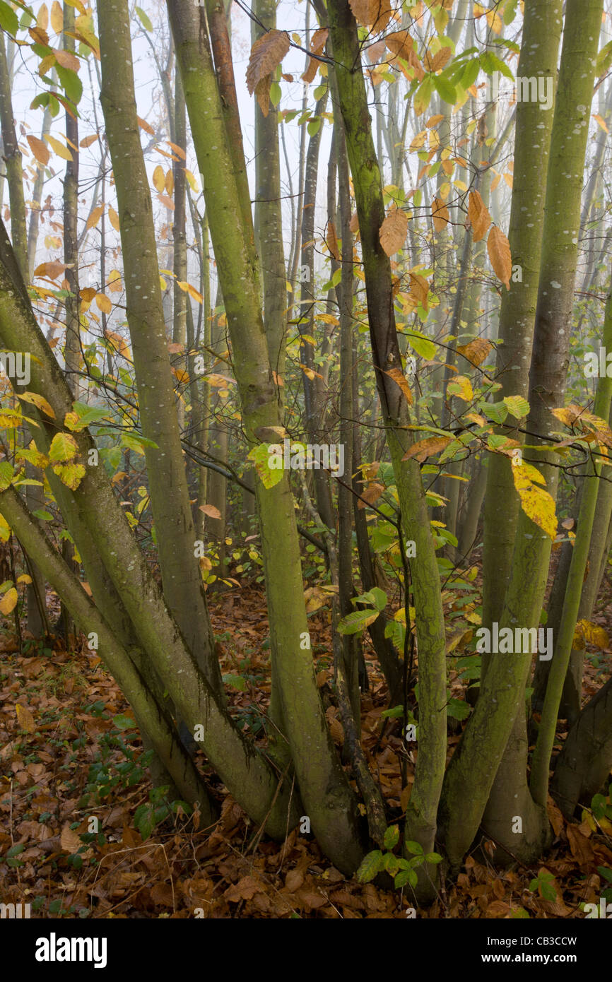 Coppice hi-res stock photography and images - Alamy
