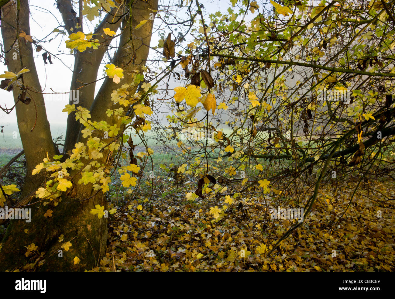 Field Maple, Acer campestre, on Plantlife Reserve at Ranscombe Farm ...