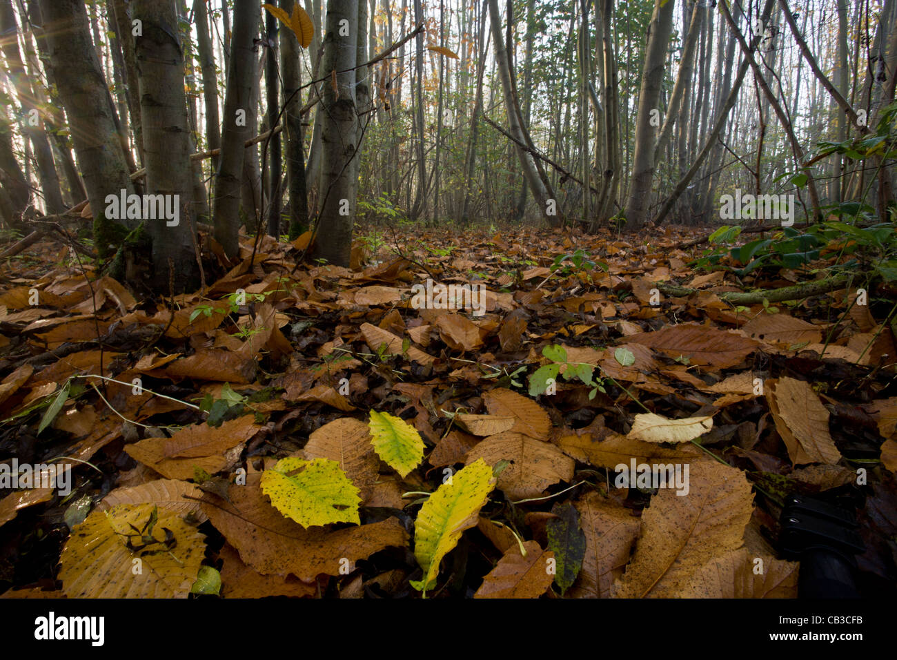 Sweet Chestnut coppice on misty november day, at Plantlife Reserve at ...