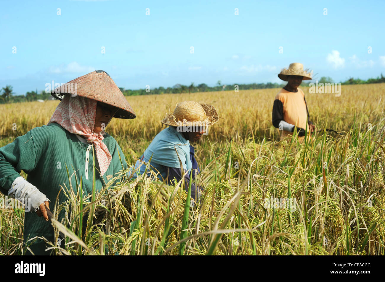 Harvesting Rice Crop Stock Photos & Harvesting Rice Crop Stock Images ...