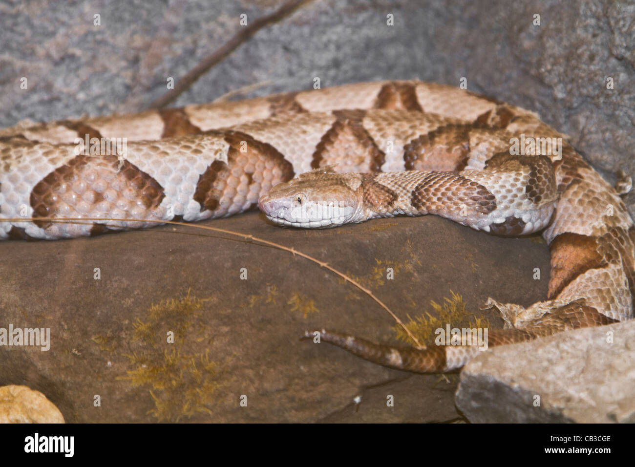 Eastern copperhead hi-res stock photography and images - Alamy
