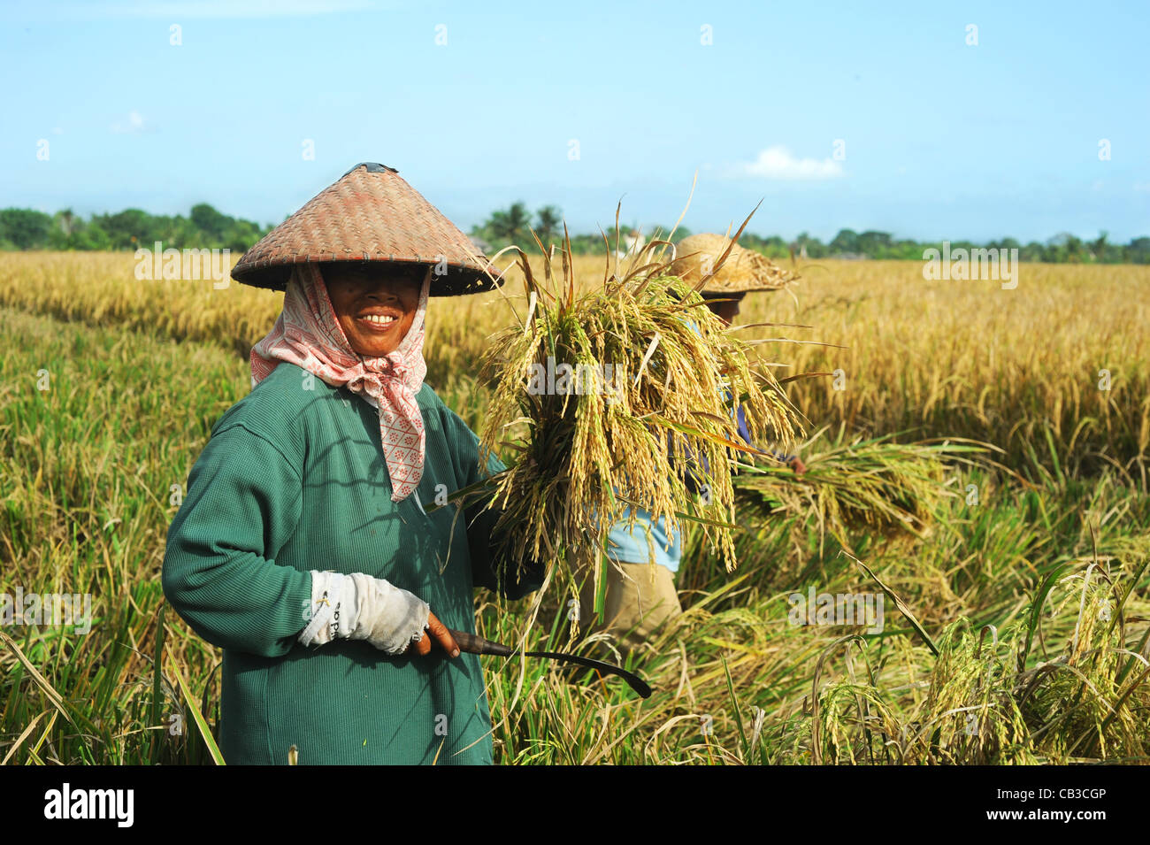Local people working on the rice field. Rice, to the Balinese, is more ...