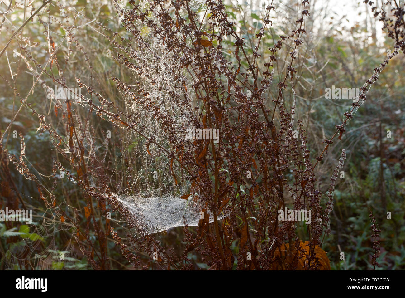 Dewy spider's web on dock, Plantlife Reserve at Ranscombe Farm, Kent ...