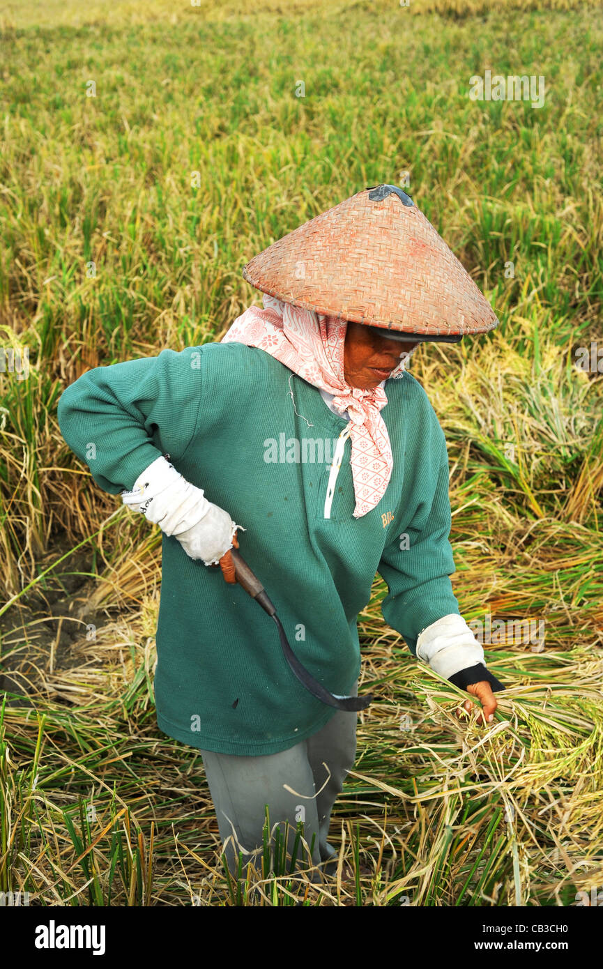 Local people working on the rice field. Rice, to the Balinese, is more ...