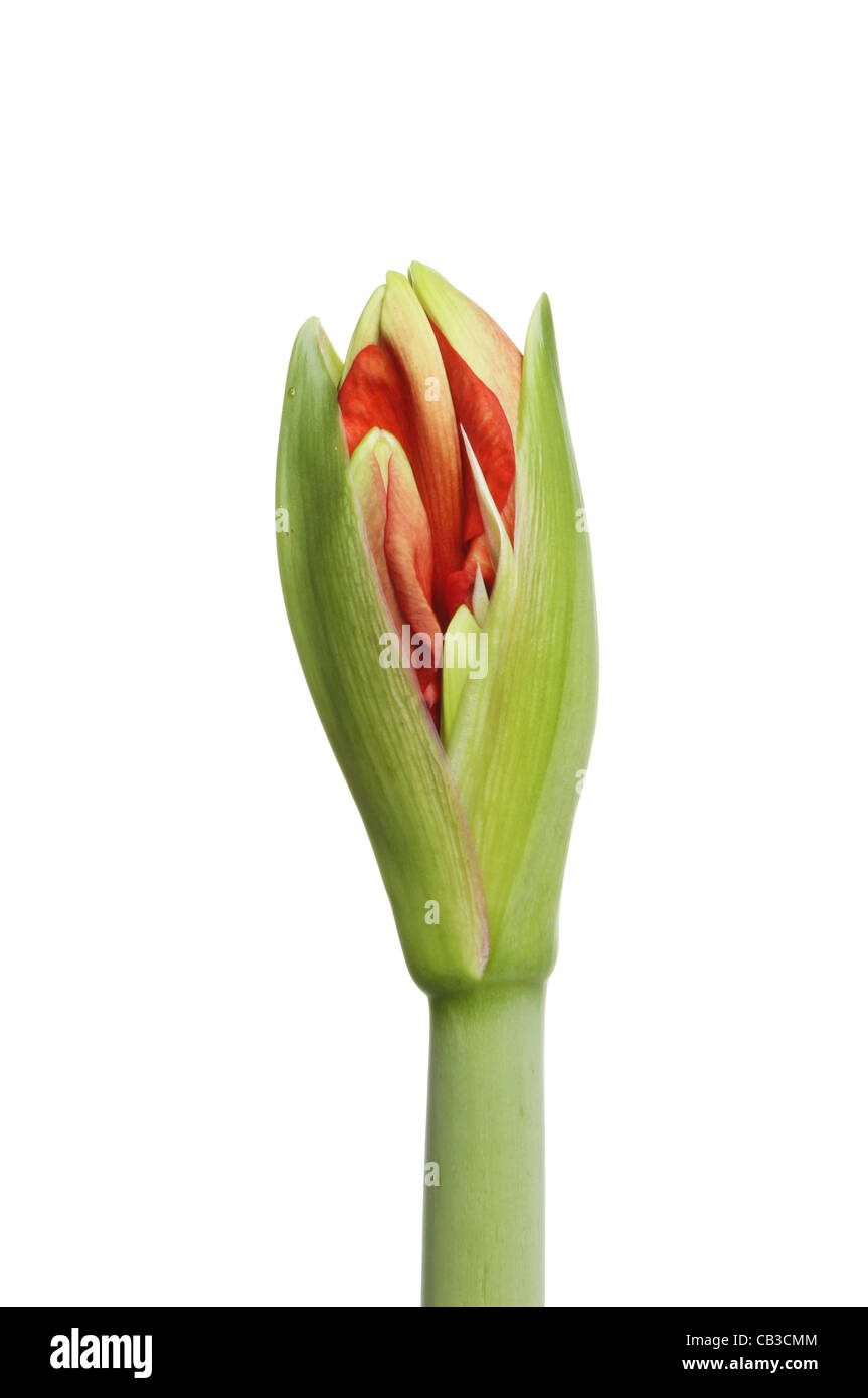 Breaking Amaryllis flower bud isolated against white Stock Photo - Alamy