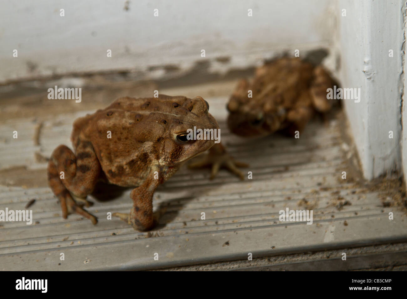 Bufo toad florida hi-res stock photography and images - Alamy