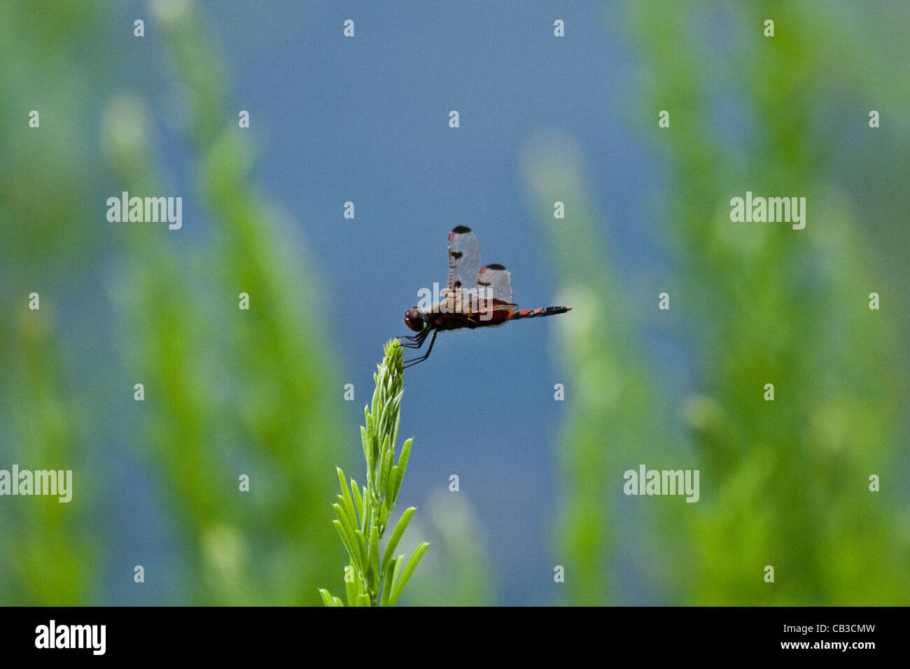 American dragonfly hi-res stock photography and images - Alamy