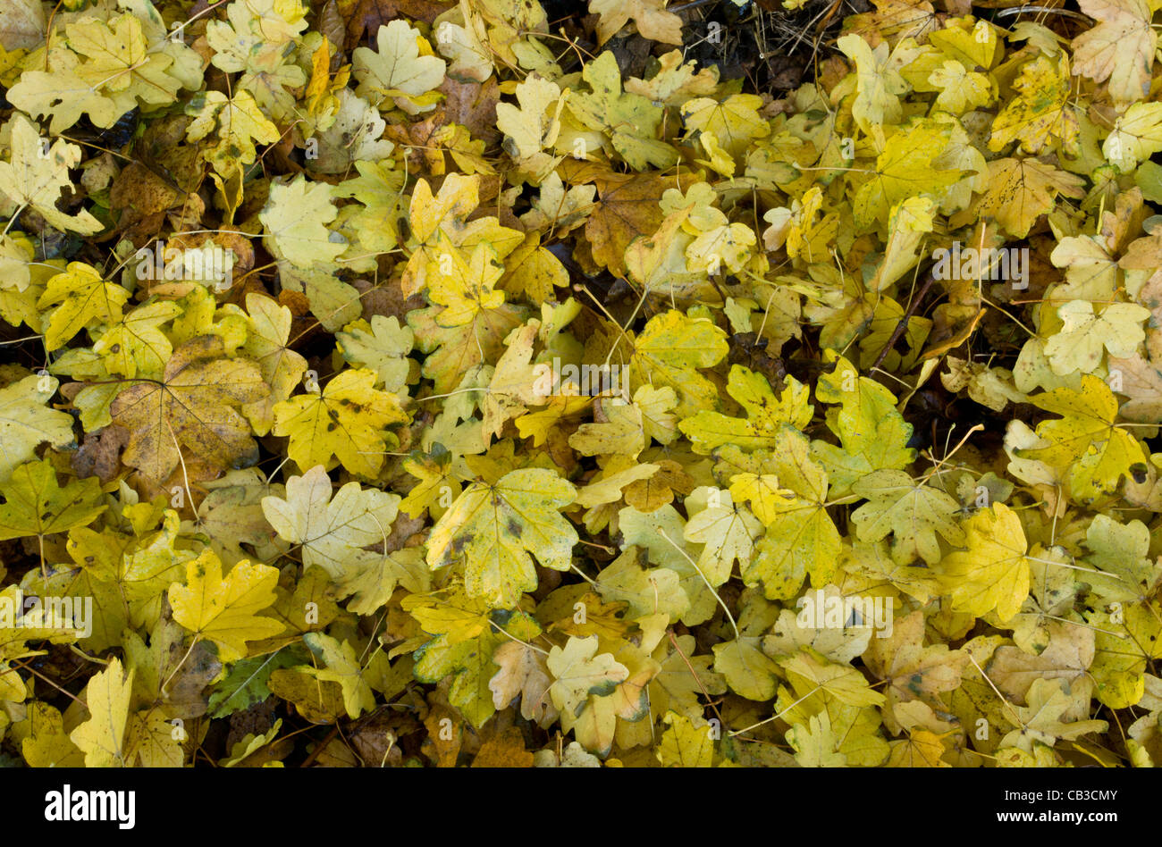Field Maple, Acer campestre, on Plantlife Reserve at Ranscombe Farm ...