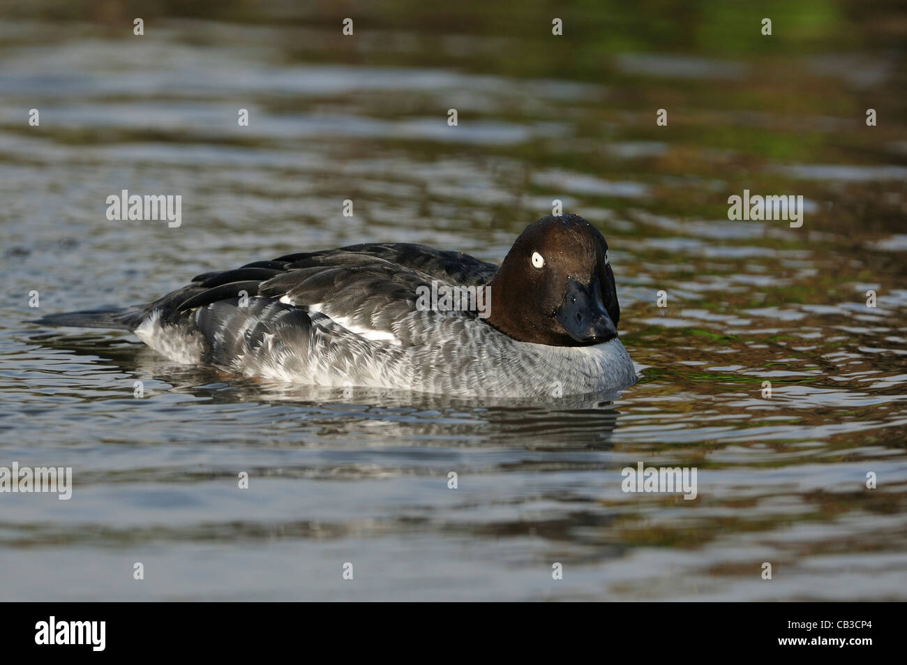 Female Goldeneye Duck - Bucephala clangula Stock Photo - Alamy