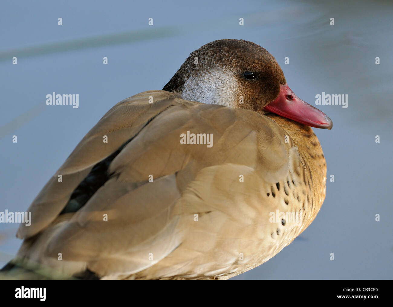 Brazilian Teal Duck - Amazonetta brasiliensis Stock Photo - Alamy