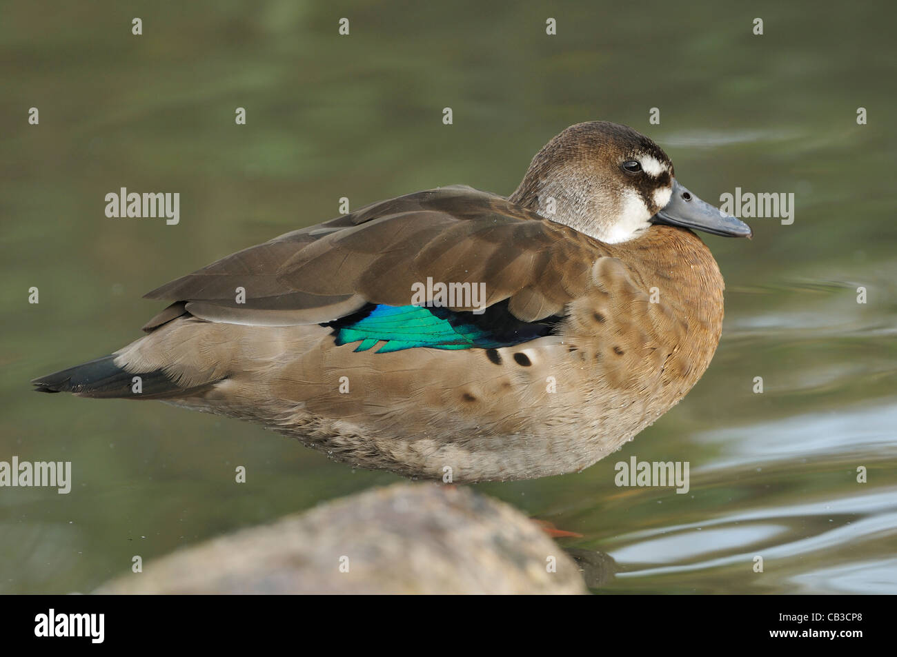 Brazilian Teal Duck - Amazonetta brasiliensis Stock Photo - Alamy