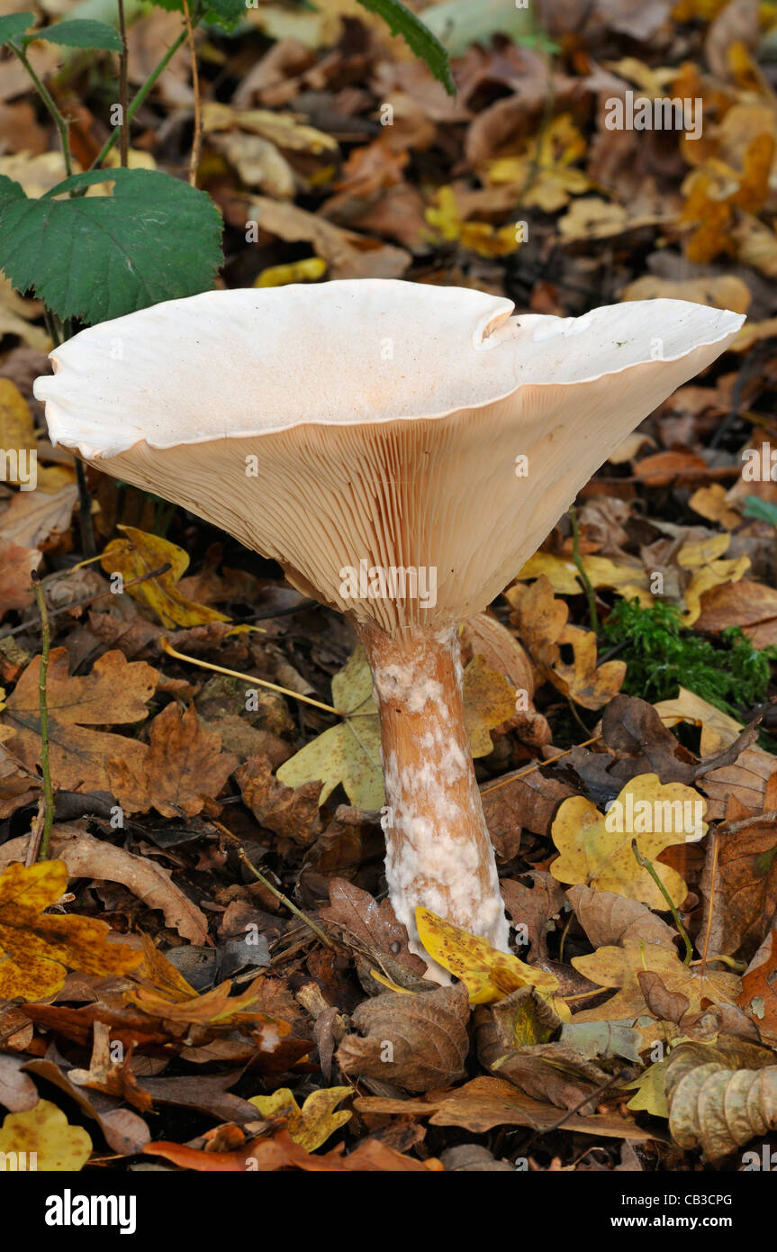Trooping funnel fungus hi-res stock photography and images - Alamy