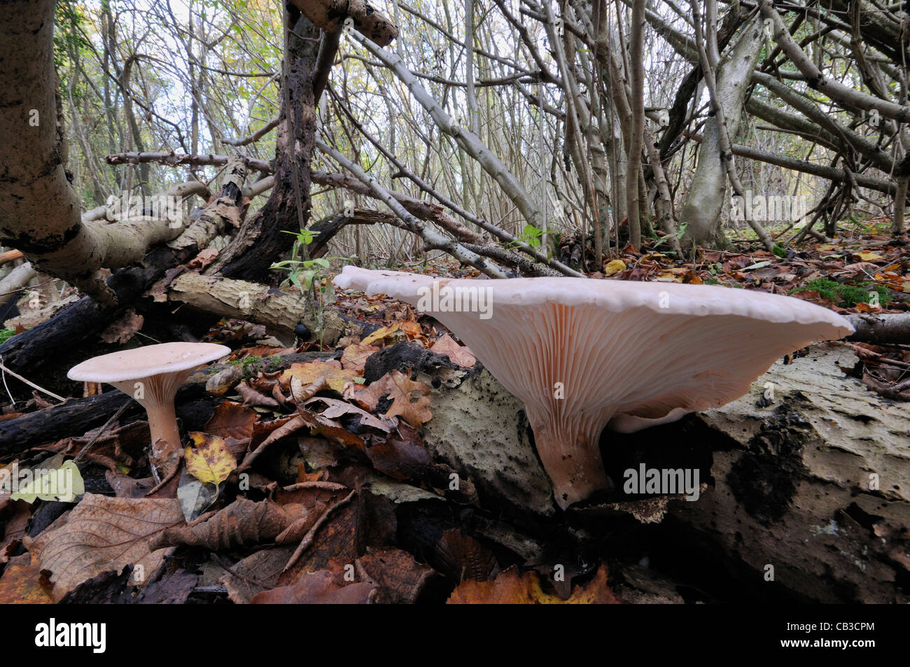 Trooping funnel fungus hi-res stock photography and images - Alamy