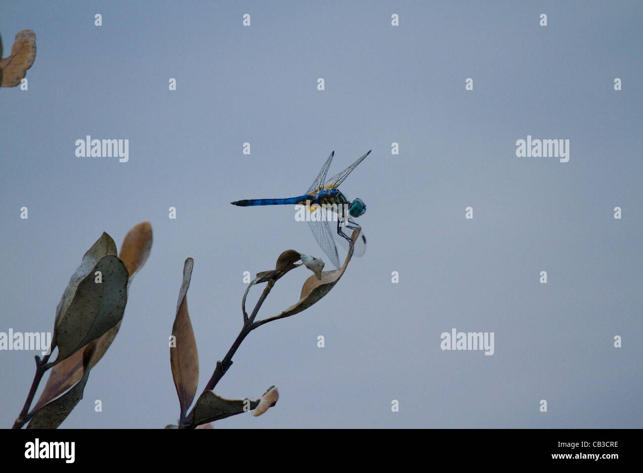 Blue Dasher Dragonfly Pachydiplax longipennis Stock Photo - Alamy