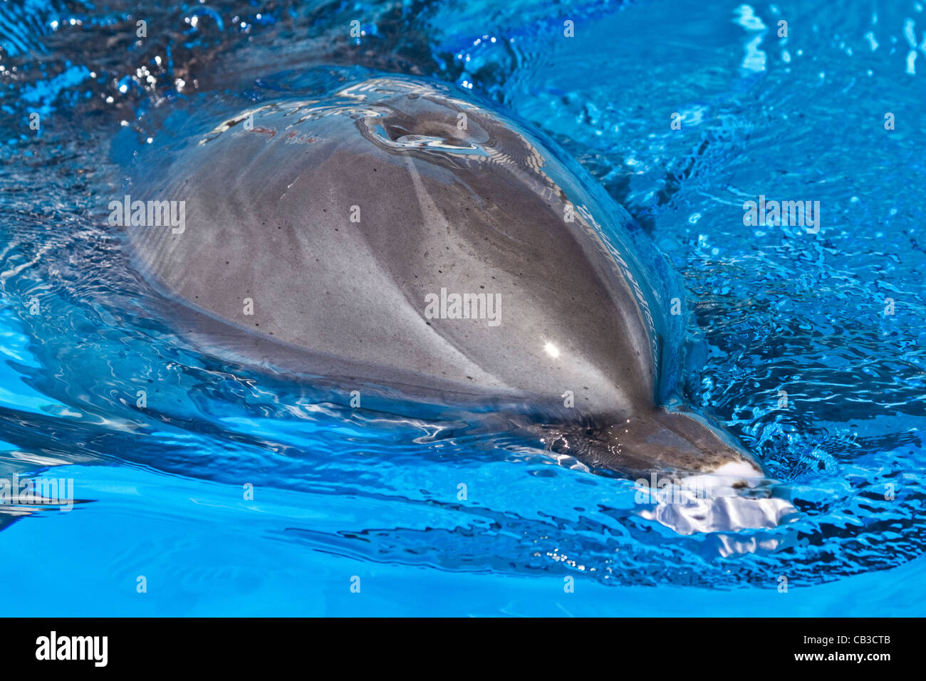 Bottlenose Dolphin Tursiops truncatus Stock Photo - Alamy