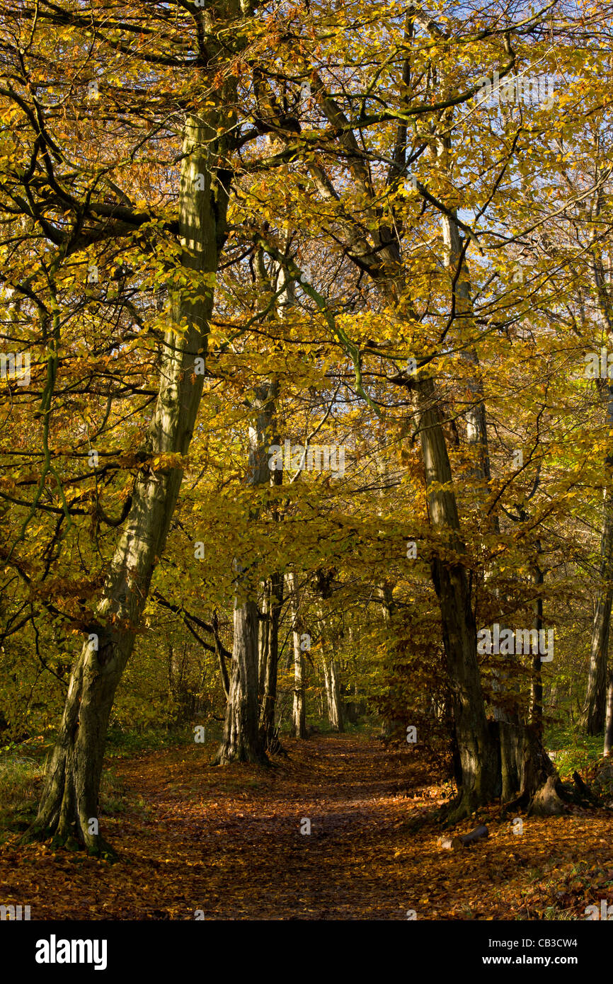 Pathway through old hornbeams (Carpinus betulus) in autumn in Great ...