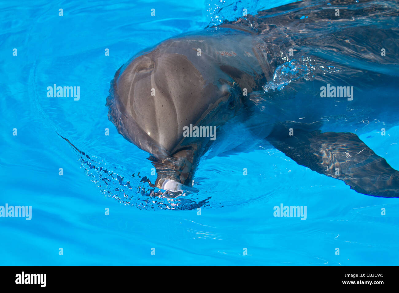 Bottlenose Dolphin Tursiops truncatus Stock Photo - Alamy Bottlenose Dolphin Tursiops truncatus Stock Photo - Alamy