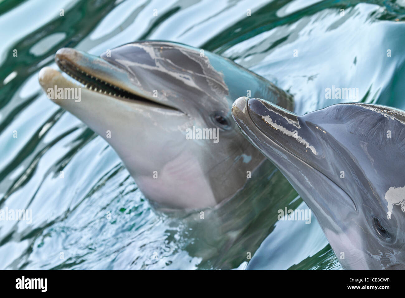 Bottlenose Dolphin Tursiops truncatus Stock Photo - Alamy