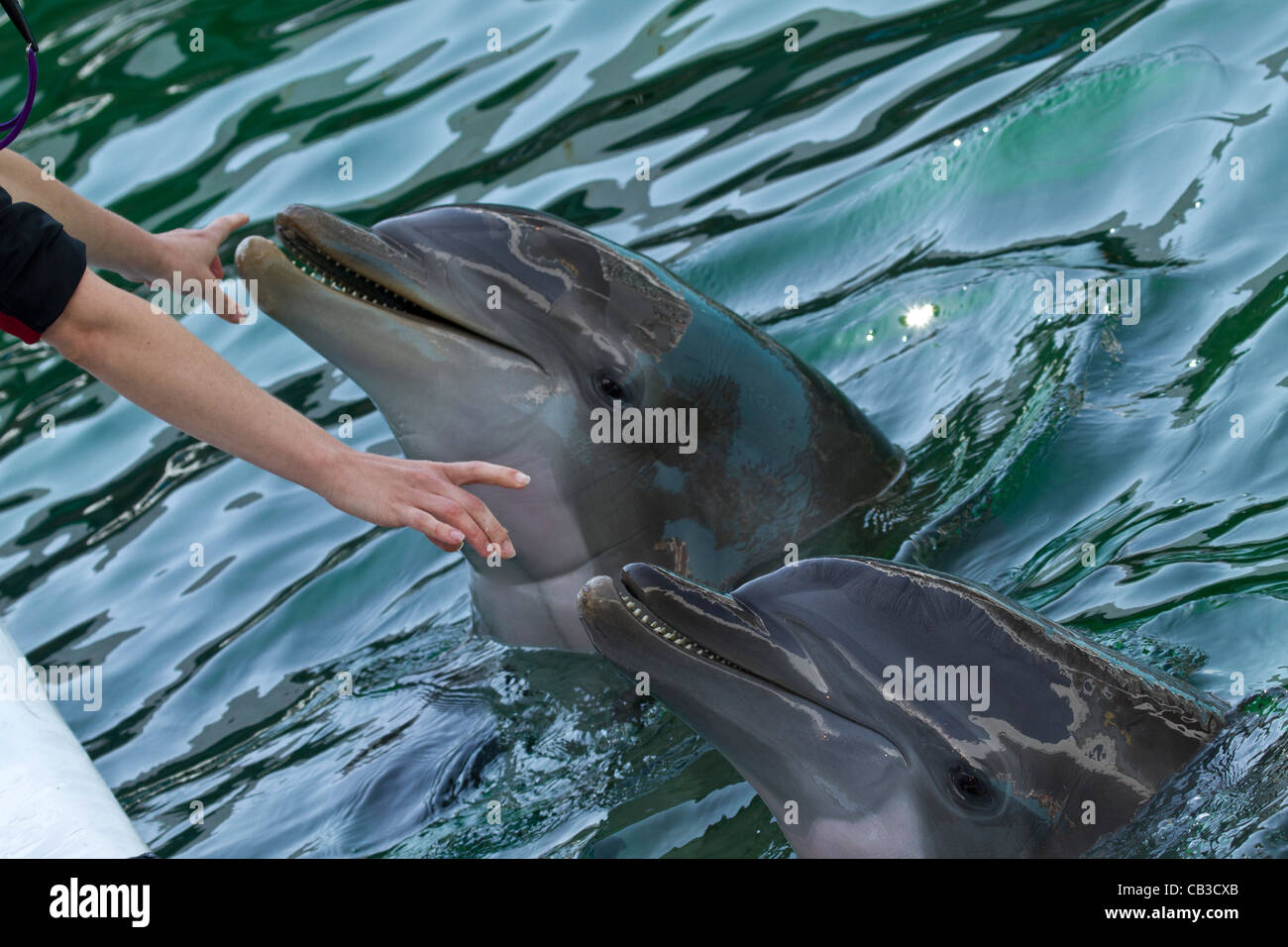 Bottlenose Dolphin Tursiops truncatus Stock Photo - Alamy Bottlenose Dolphin Tursiops truncatus Stock Photo - Alamy