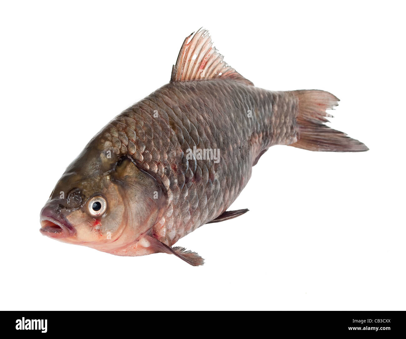 Carp Cut Out Stock Images & Pictures - Alamy