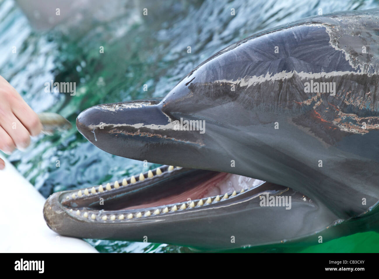 Temperate forest florida hi-res stock photography and images - Alamy