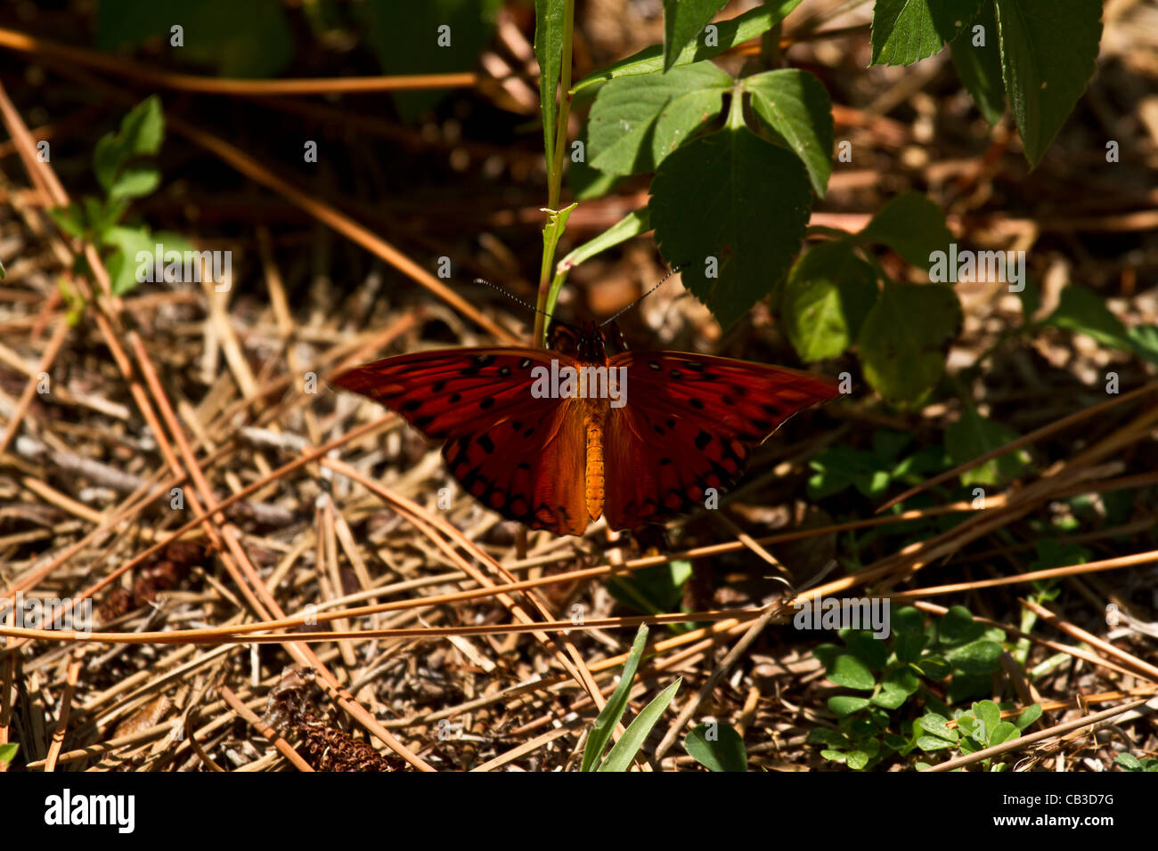 Native florida butterfly hi-res stock photography and images - Alamy