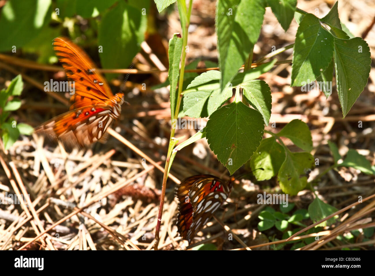 Native florida butterfly hi-res stock photography and images - Alamy