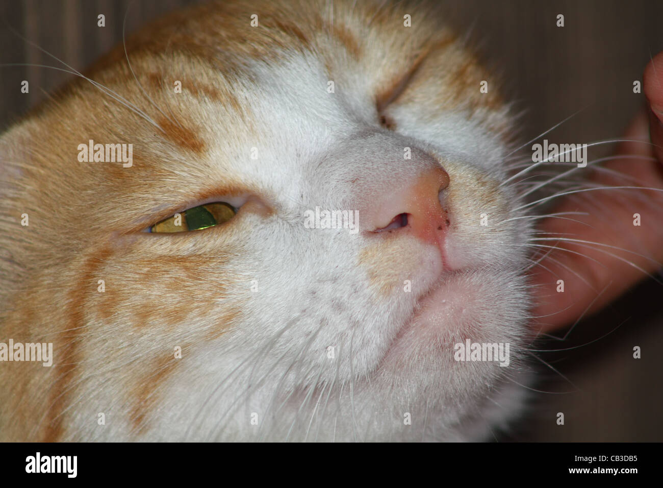 Tickling cat hi-res stock photography and images - Alamy