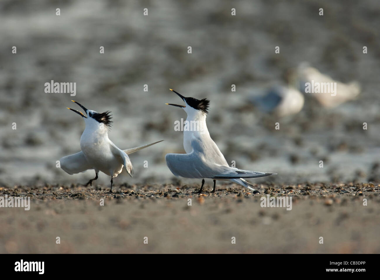 Sandwich Terns (Thalasseus sandvicensis / Sterna sandvicensis) calling ...