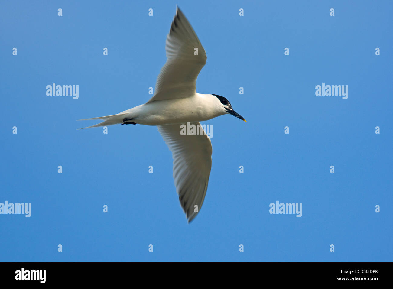 Sandwich Tern (Thalasseus sandvicensis / Sterna sandvicensis) in flight ...