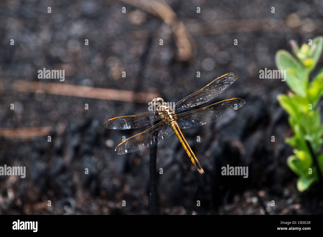Pantala flavescens, the Globe Skimmer or Wandering Glider Stock Photo ...