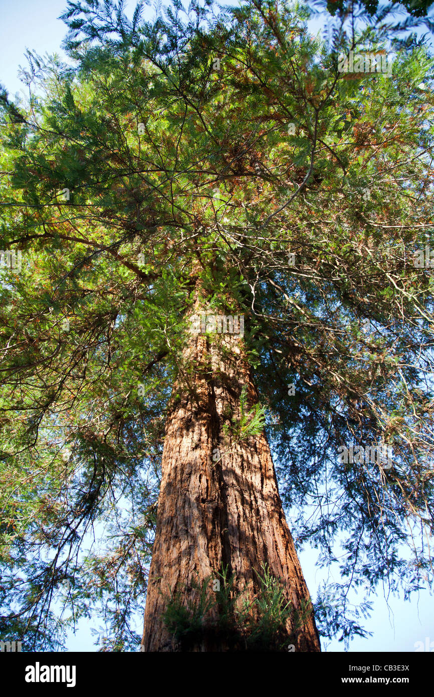 Coast redwood tree hi-res stock photography and images - Alamy