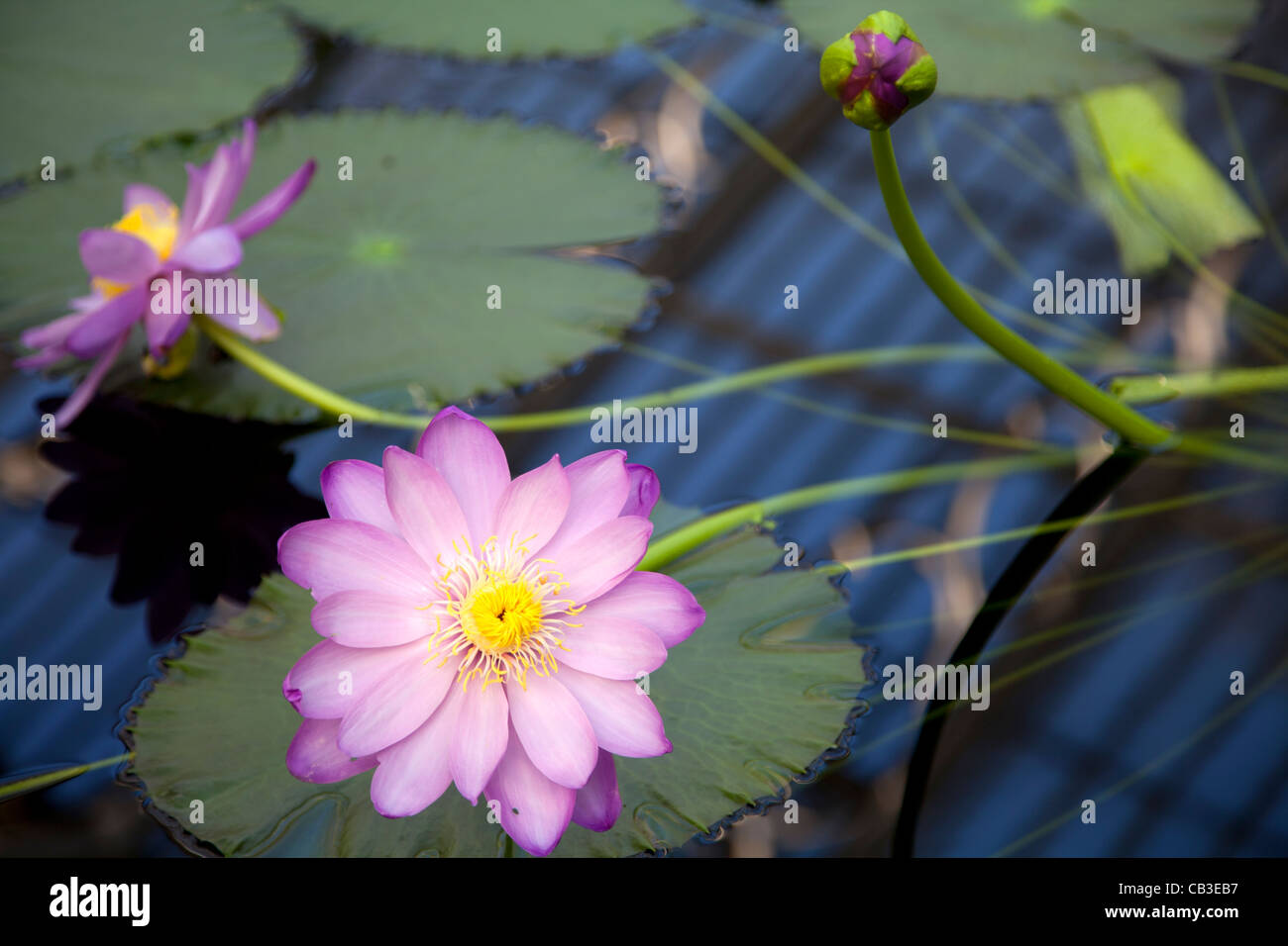 Nymphaea thermarum hi-res stock photography and images - Alamy
