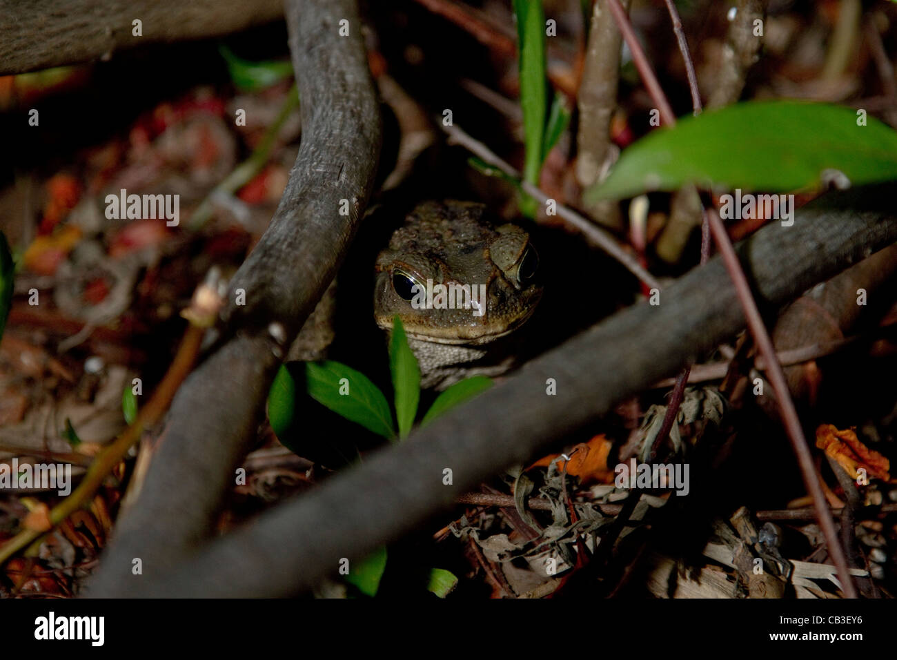 Bufo Toad Florida High Resolution Stock Photography and Images - Alamy