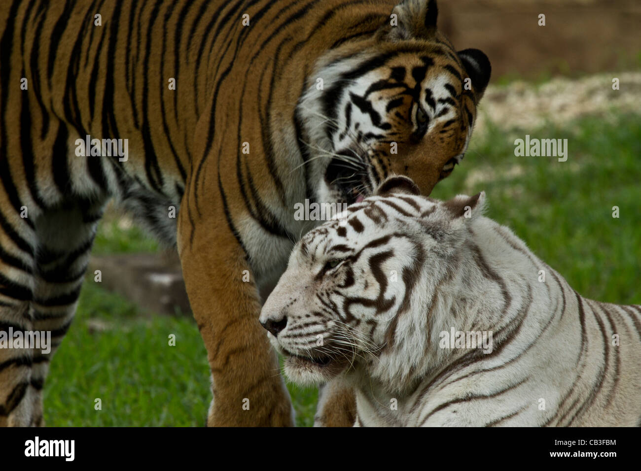 White bengal tigers hi-res stock photography and images - Alamy