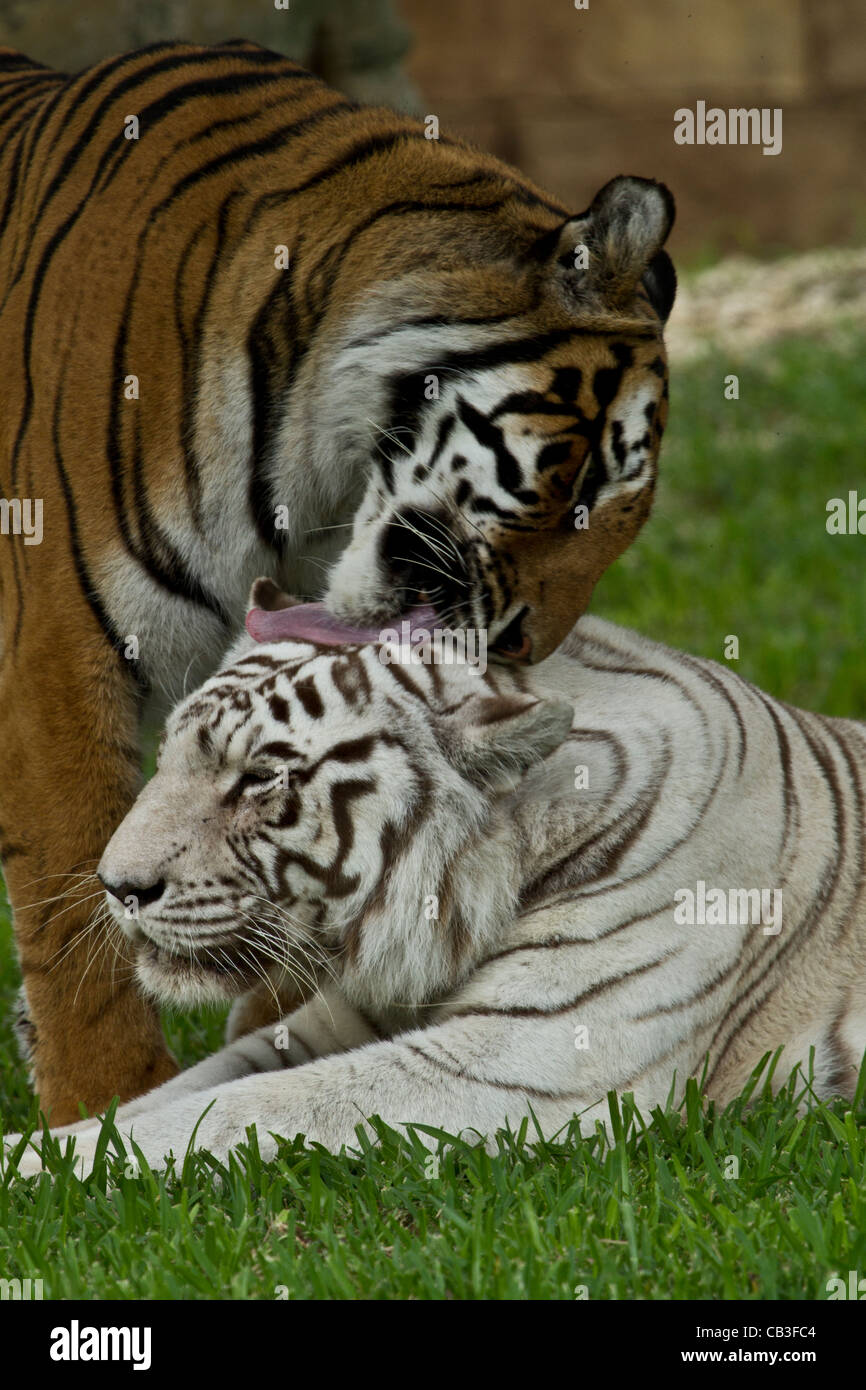 White bengal tigers hi-res stock photography and images - Alamy