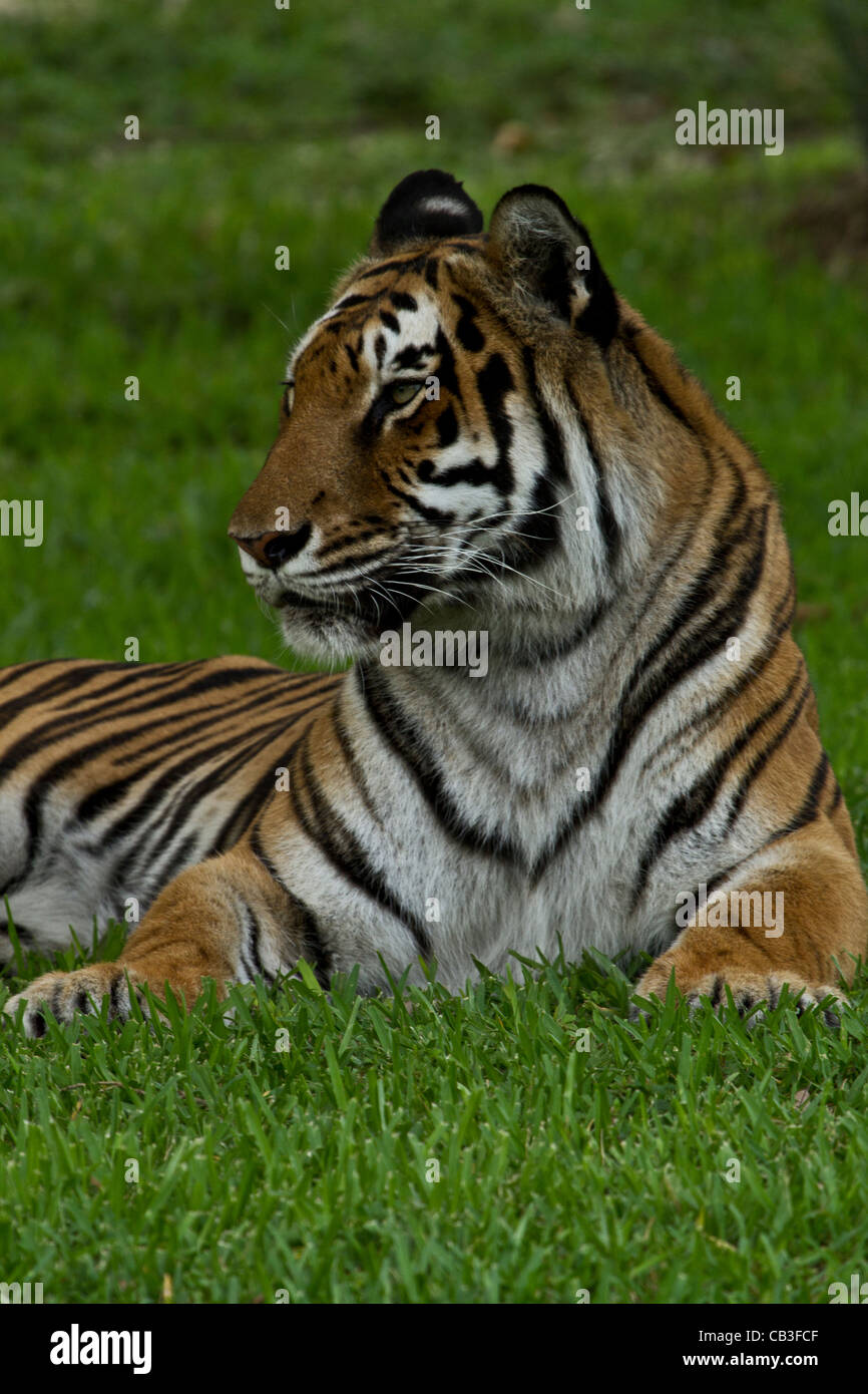 Tiger georgia hi-res stock photography and images - Alamy