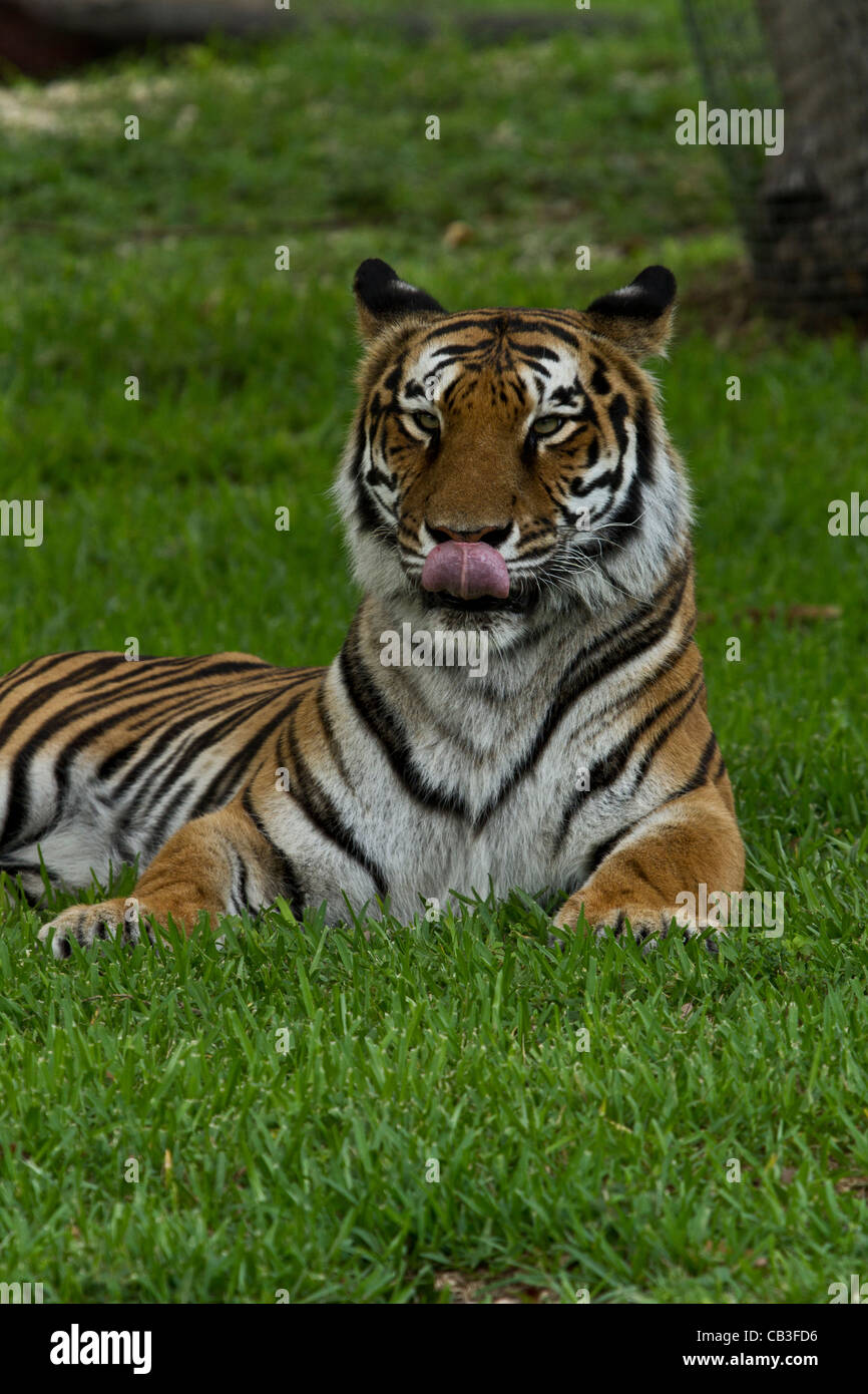Wildlife bengal hi-res stock photography and images - Alamy