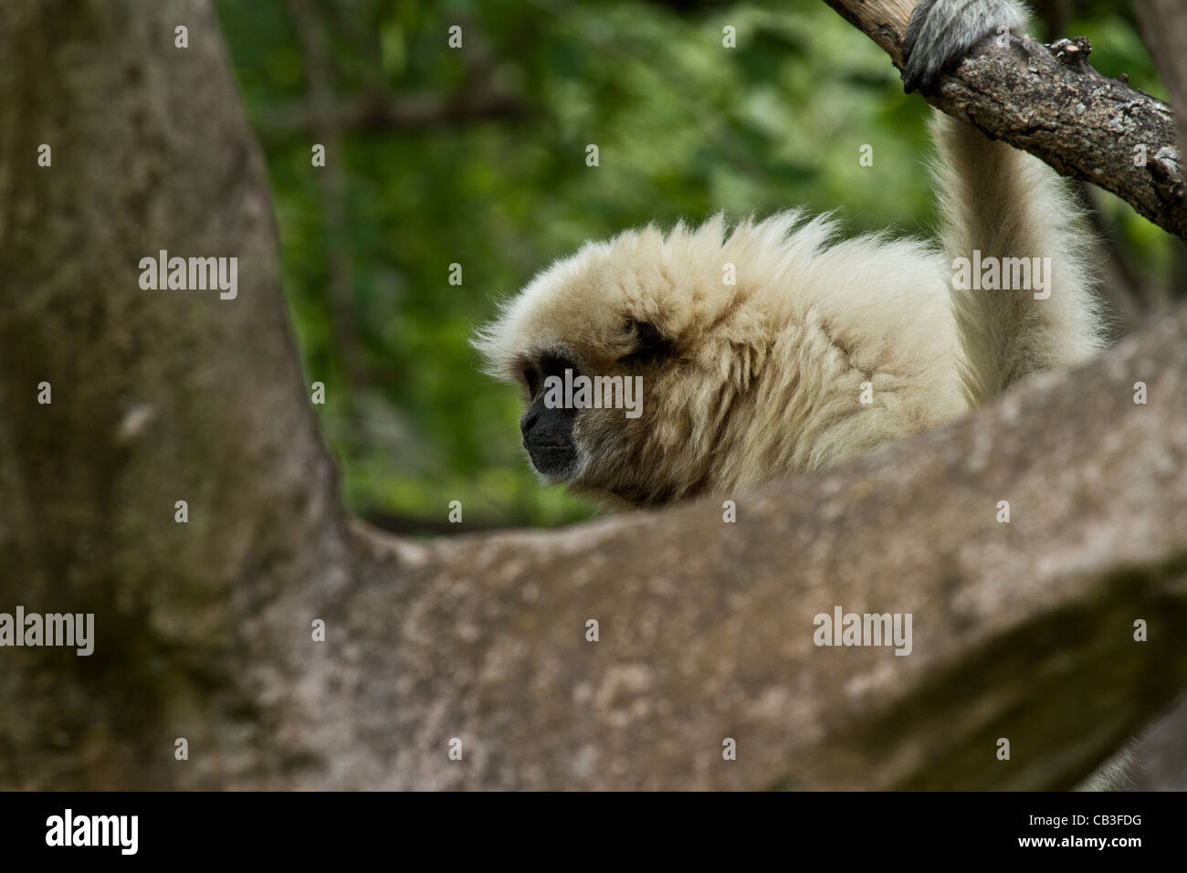 Gibbon taxonomy hi-res stock photography and images - Alamy