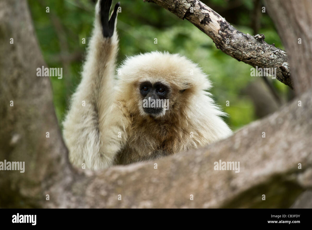 Gibbon taxonomy hi-res stock photography and images - Alamy