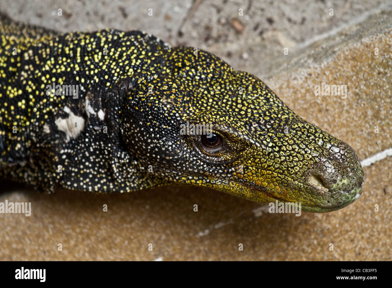 Malayan water monitor hi-res stock photography and images - Alamy