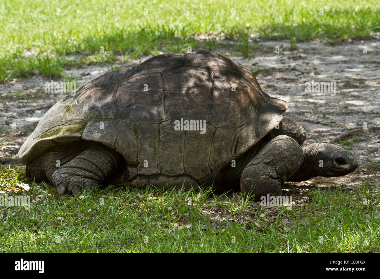 Turtle Conservation Florida Stock Photos & Turtle Conservation Florida ...
