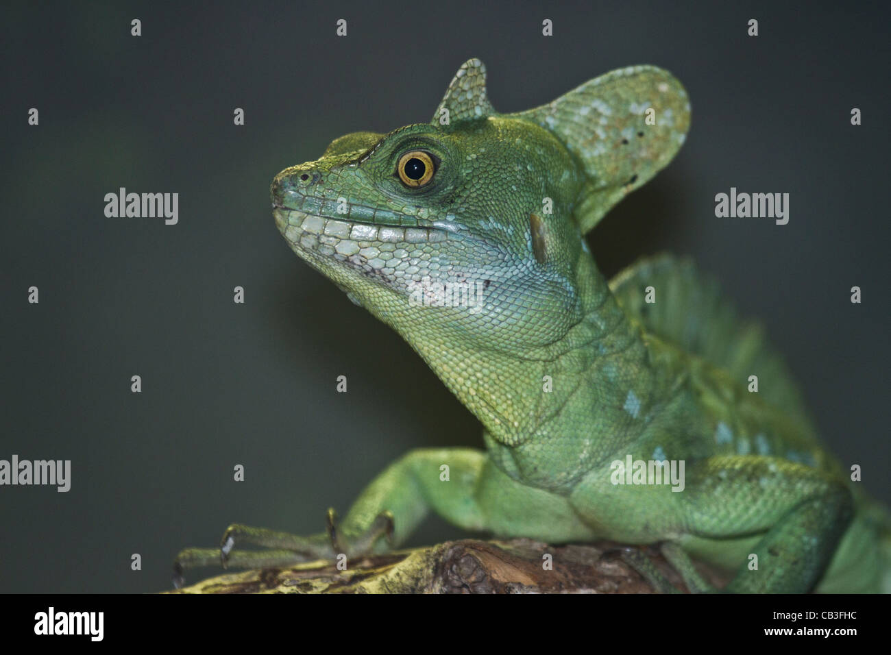 Florida basilisk hi-res stock photography and images - Alamy
