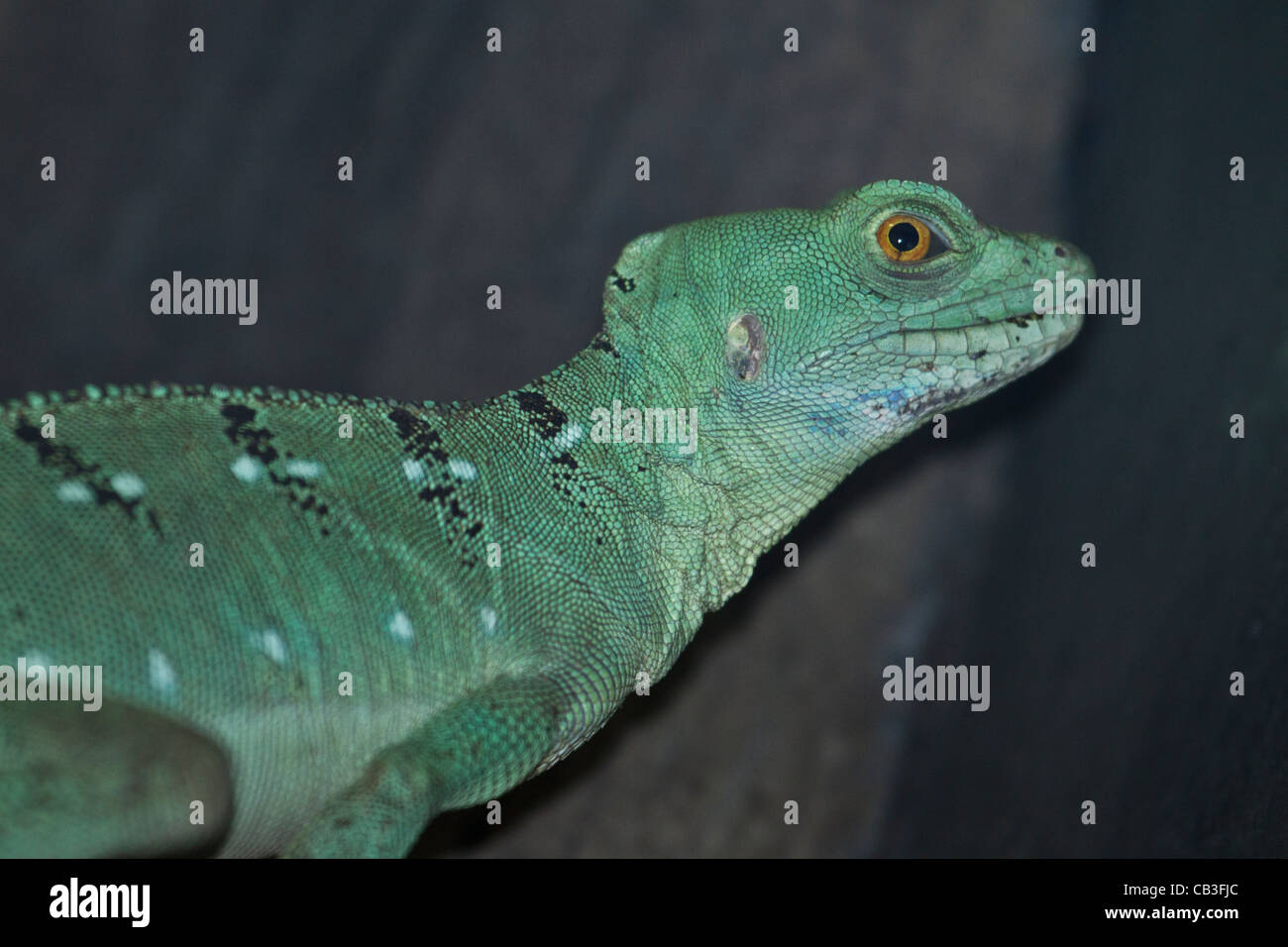 South carolina lizard hi-res stock photography and images - Alamy