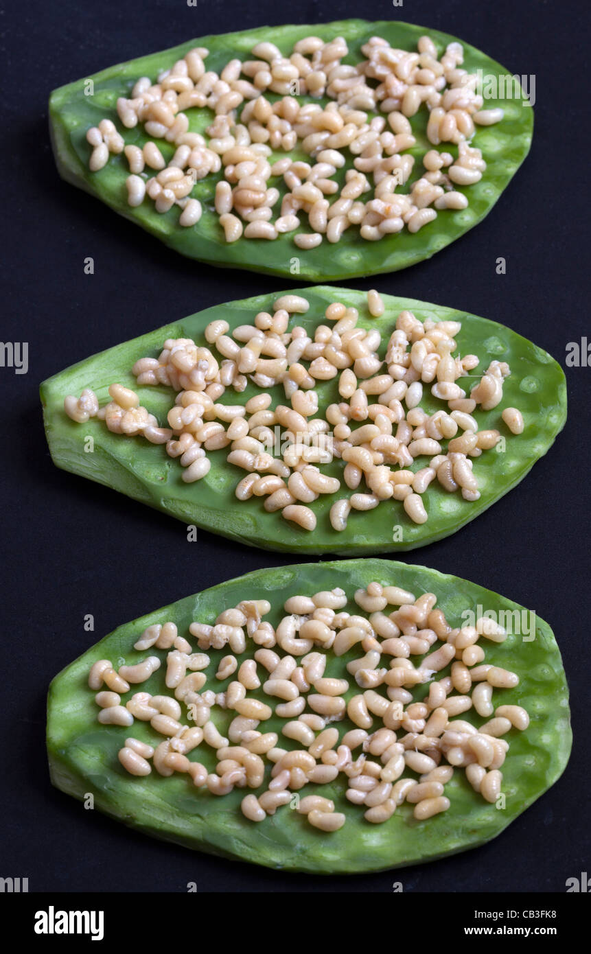 Escamoles mexico hi-res stock photography and images - Alamy